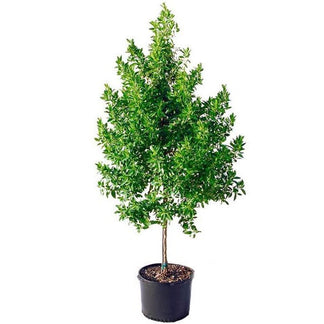 Damas tree, Conocarpus erectus Dubai UAE best plant shop – FOP