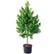 Damas tree, Conocarpus erectus Dubai UAE best plant shop – FOP