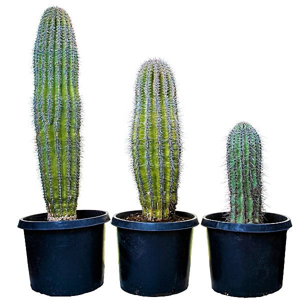 Saguaro Cactus Dubai UAE best online Plants – FOP