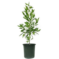 Damas tree, Conocarpus erectus Dubai UAE best plant shop – FOP
