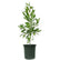 Damas tree, Conocarpus erectus Dubai UAE best plant shop – FOP