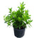 Damas tree, Conocarpus erectus Dubai UAE best plant shop – FOP
