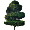 Damas tree, Conocarpus erectus Dubai UAE best plant shop – FOP