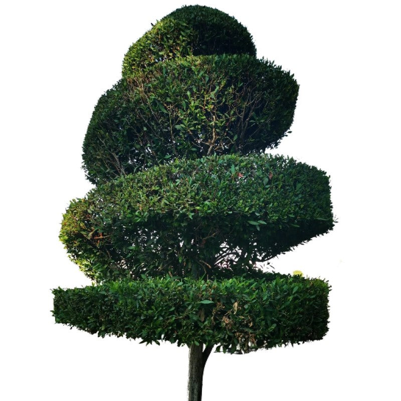 Damas tree, Conocarpus erectus Dubai UAE best plant shop – FOP