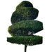 Damas tree, Conocarpus erectus Dubai UAE best plant shop – FOP