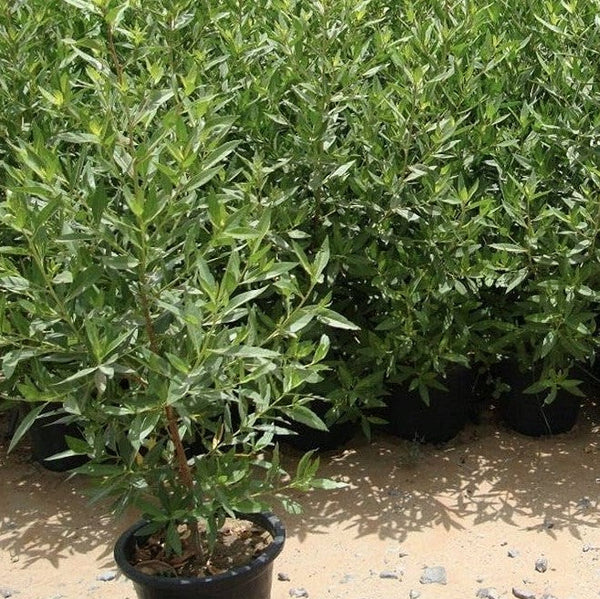 Damas tree, Conocarpus erectus Dubai UAE best plant shop – FOP