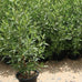 Damas tree, Conocarpus erectus Dubai UAE best plant shop – FOP