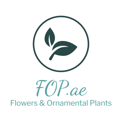 Damas tree, Conocarpus erectus Dubai UAE best plant shop – FOP
